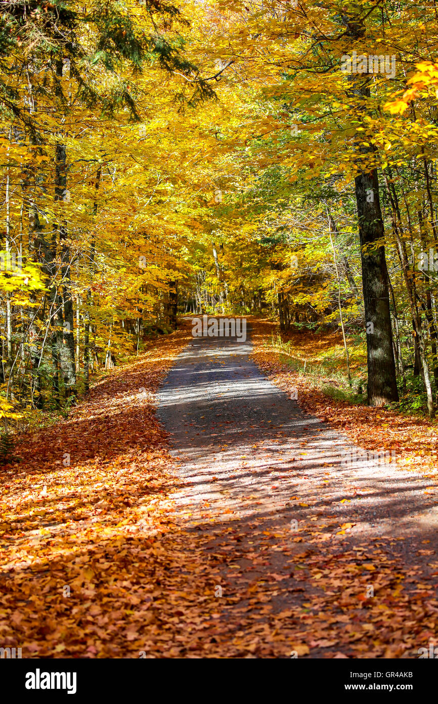 Country Dirt Road In The Fall