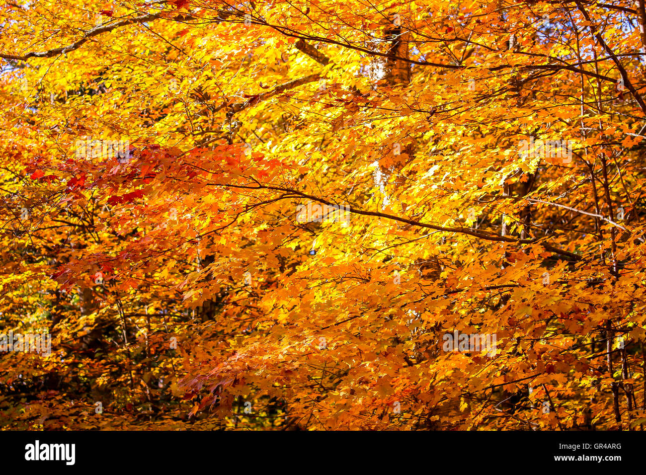 Beautiful maple tree colorful hi-res stock photography and images - Alamy