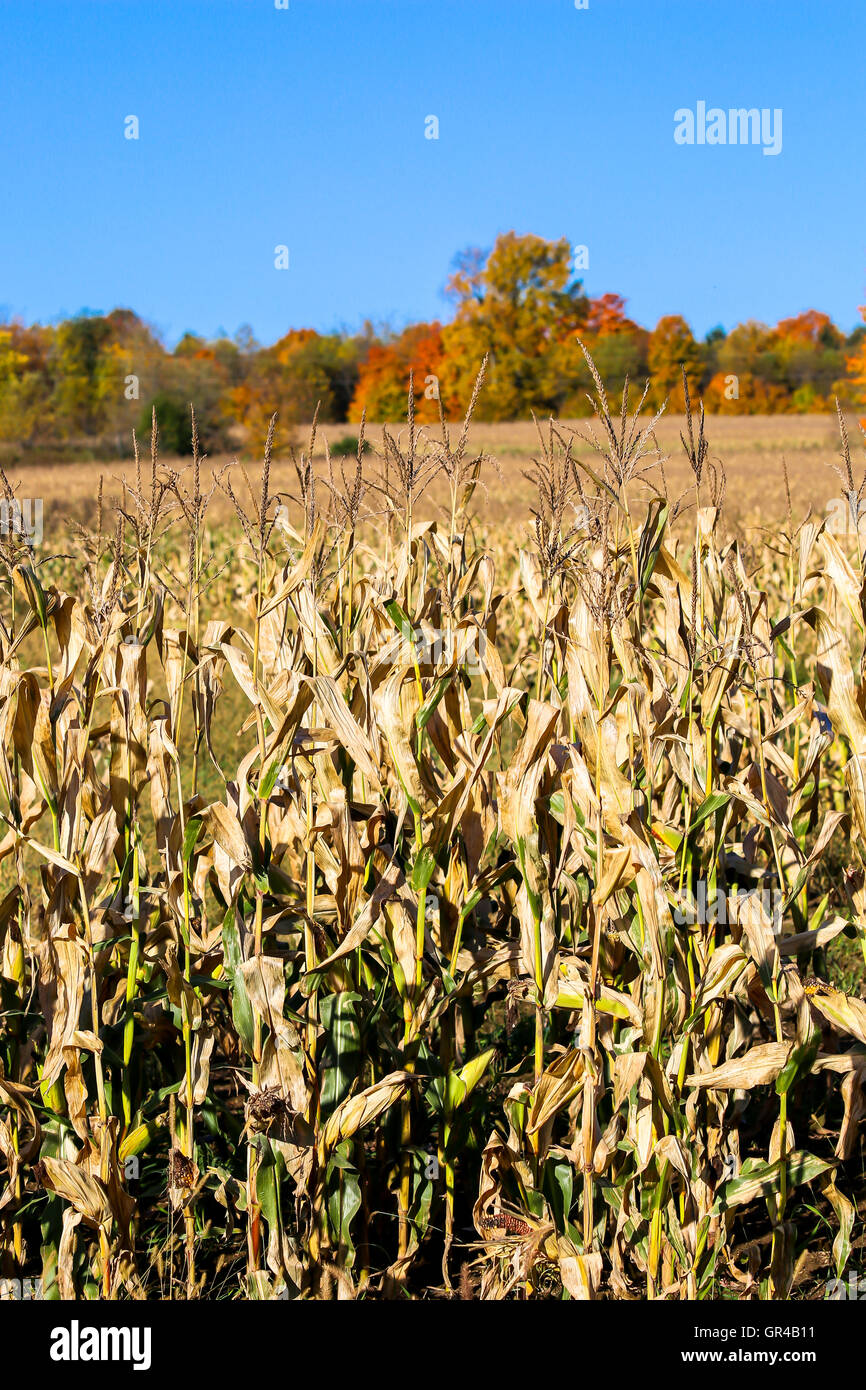 Field of corn with colorful wooded foliage in the background an a ...