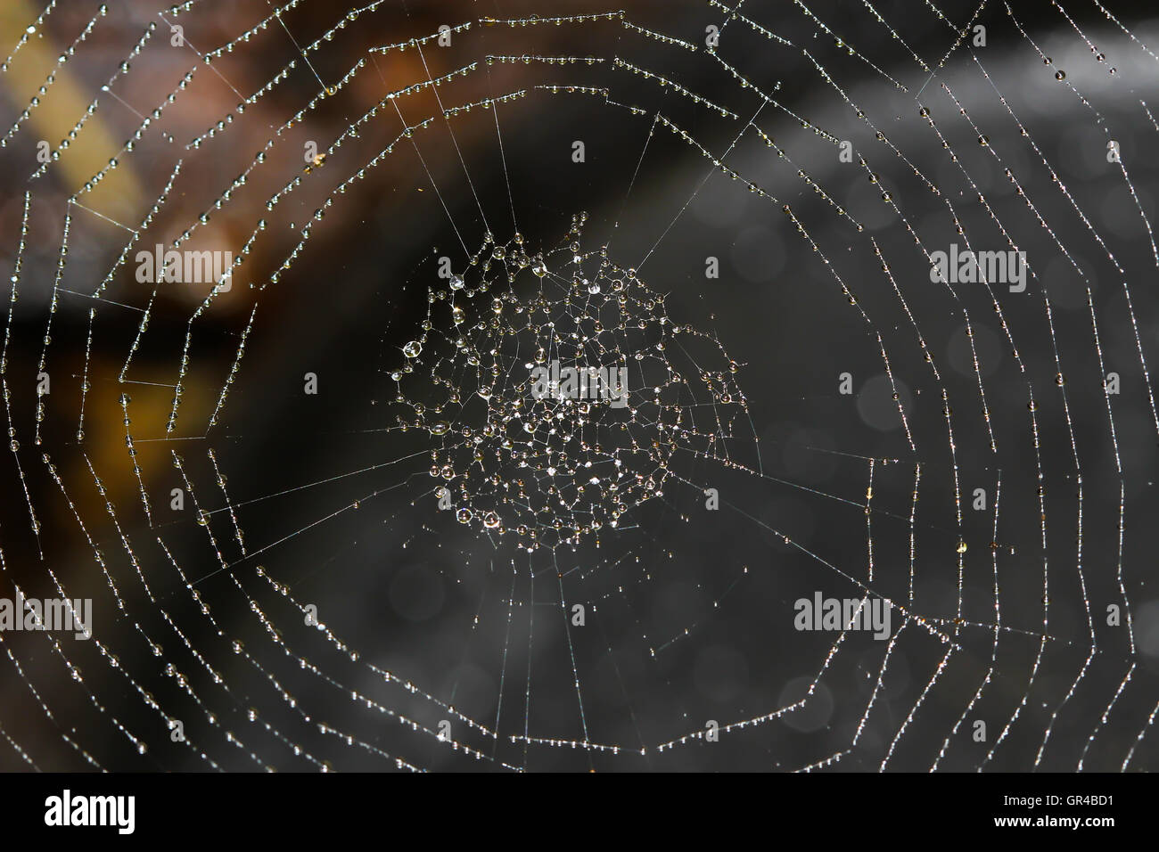 Spider Web Covered with Sparkling Dew Drops Stock Photo - Alamy