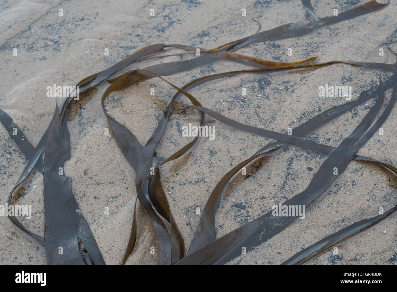 Seawead hi-res stock photography and images - Alamy