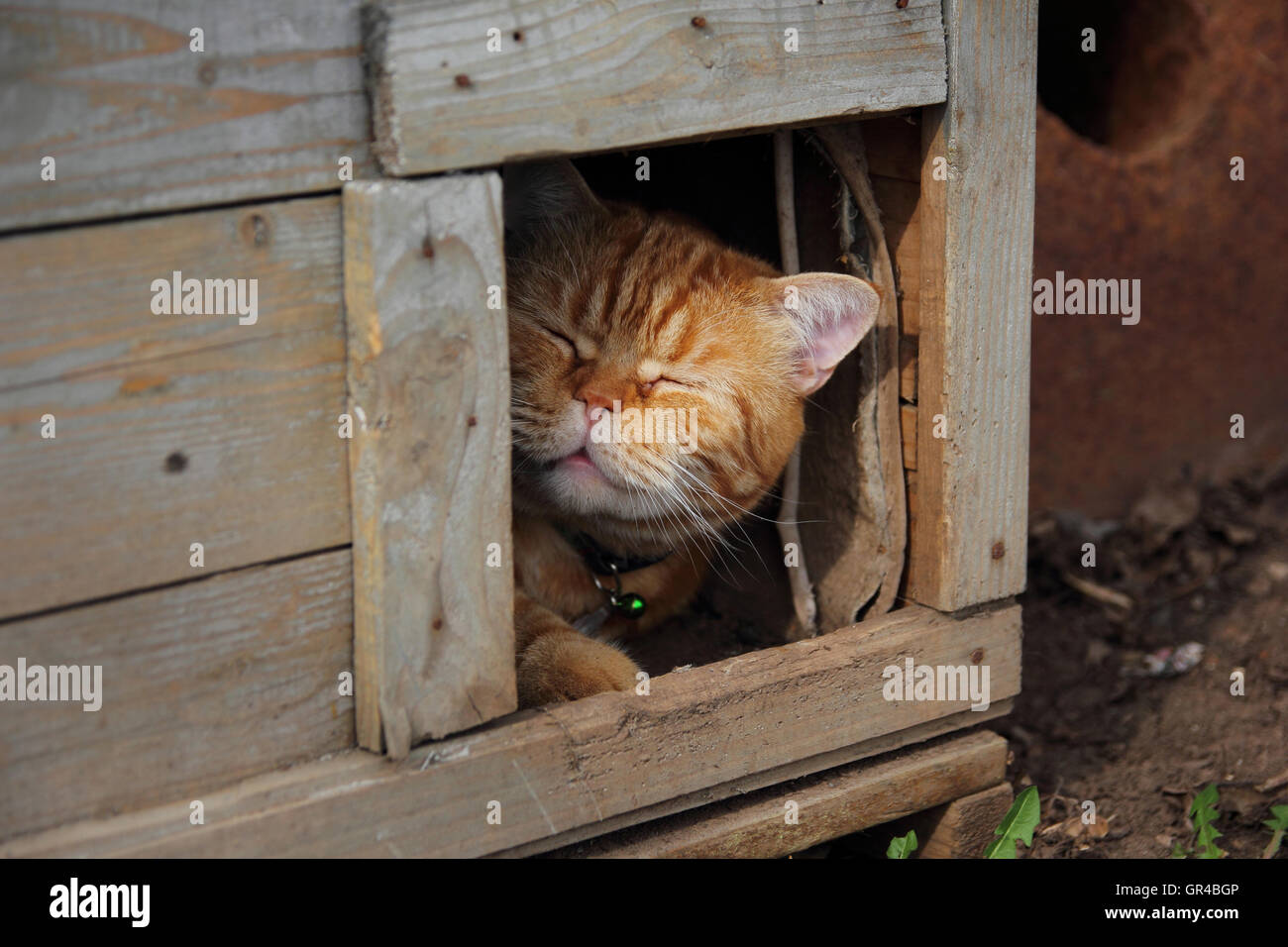 cat in a box for a dog Stock Photo - Alamy