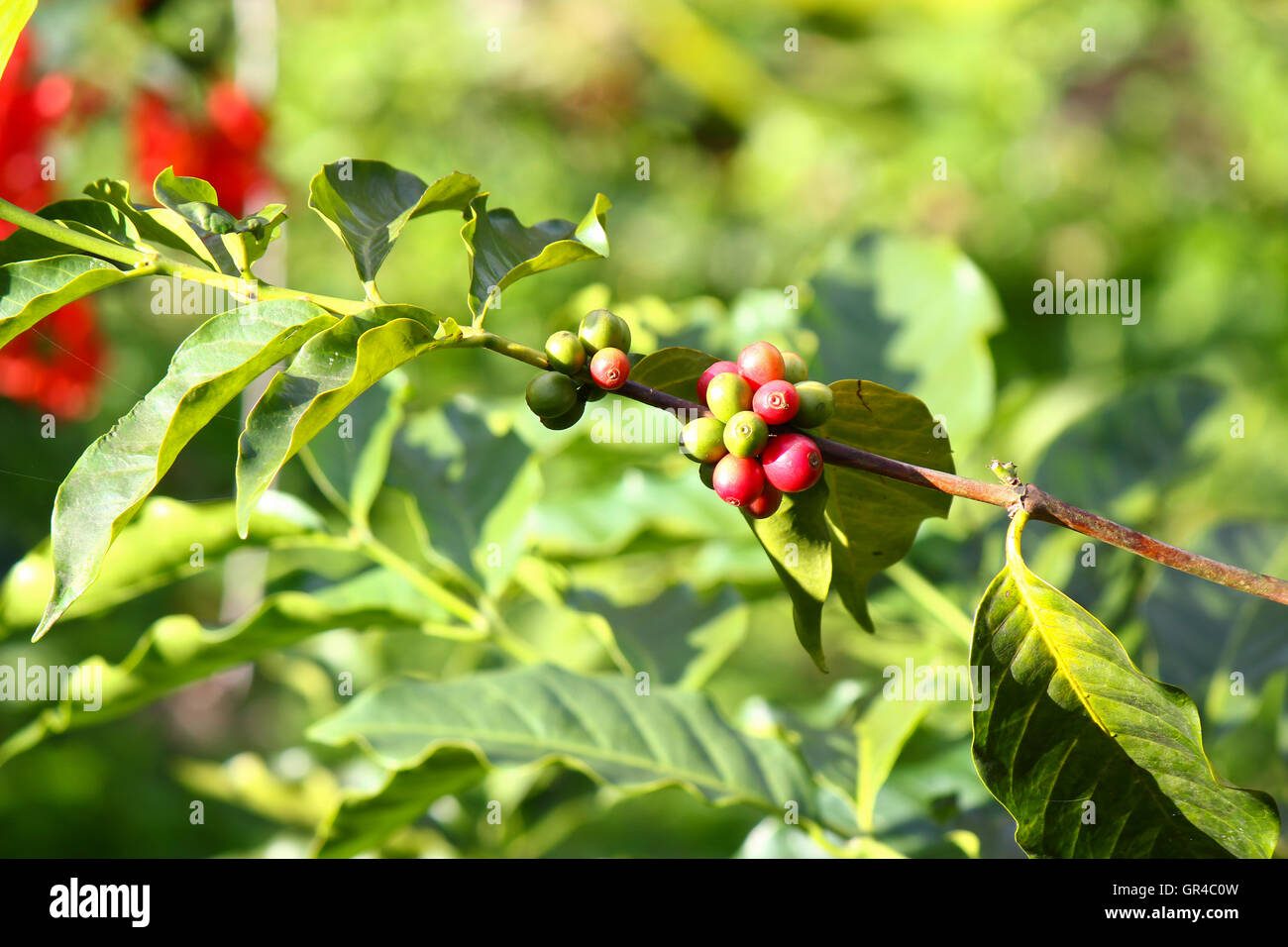 Coffee tree with ripe berries on farm Stock Photo - Alamy