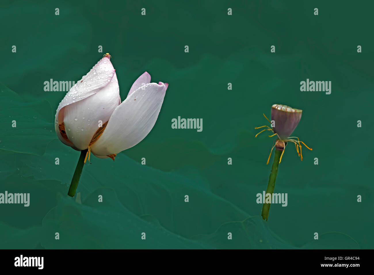 Holy lotus hi-res stock photography and images - Alamy