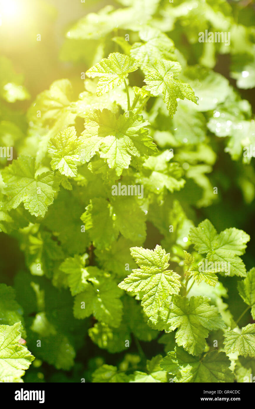 carrant leaves and sunlight Stock Photo - Alamy