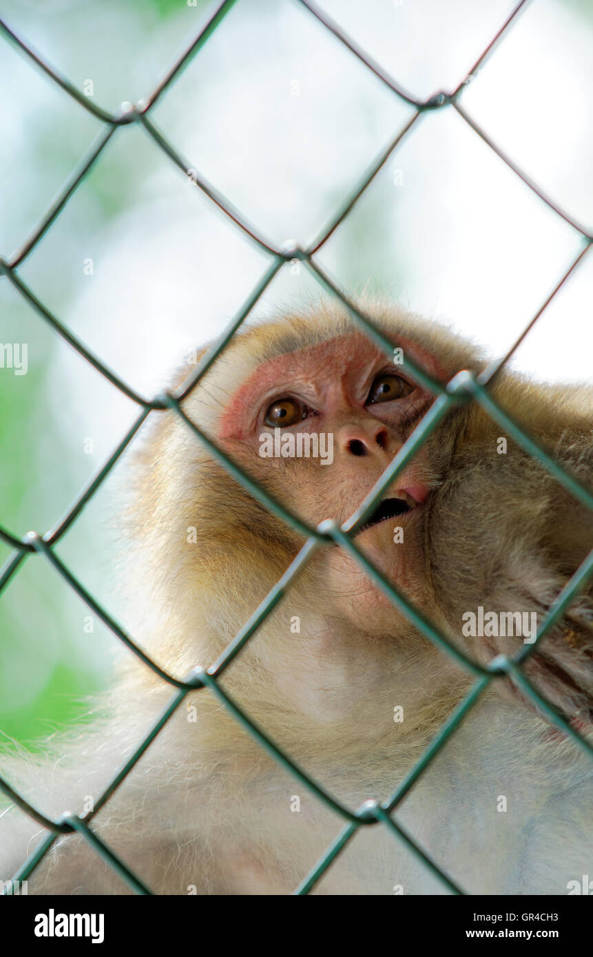 Confined monkey hi-res stock photography and images - Alamy