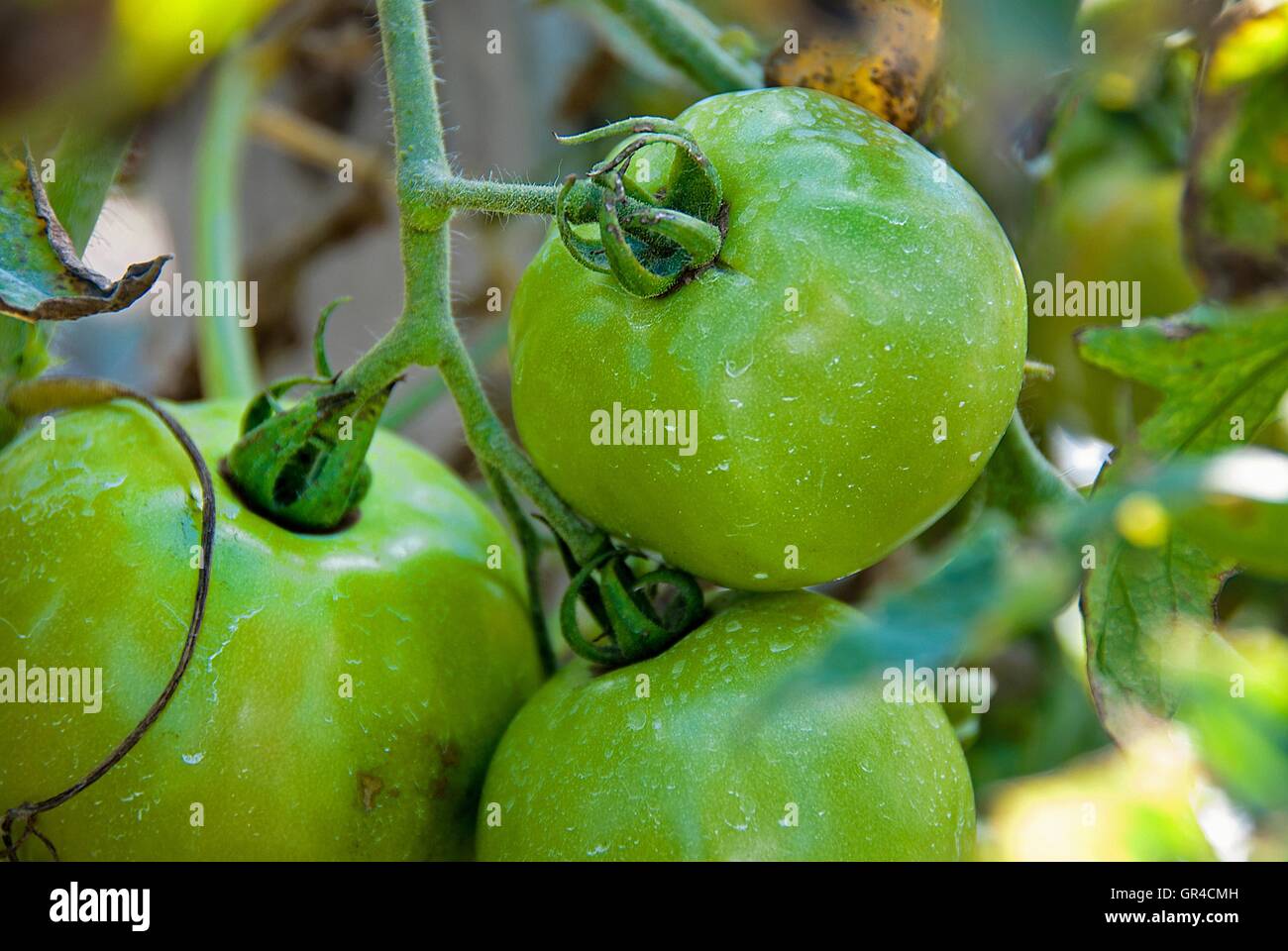 Tomatoes growing on vine hi-res stock photography and images - Alamy