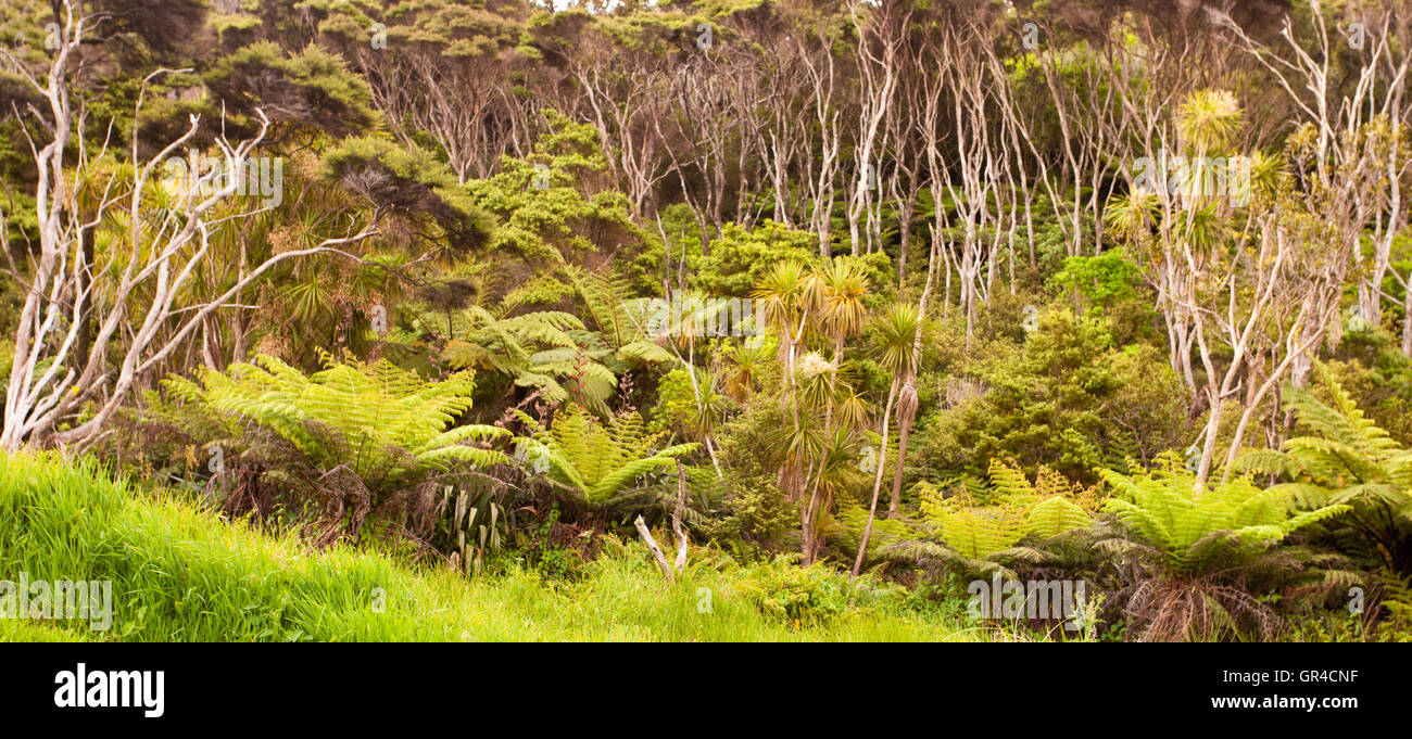 New Zealand forest of fern trees and manuka trees Stock Photo - Alamy
