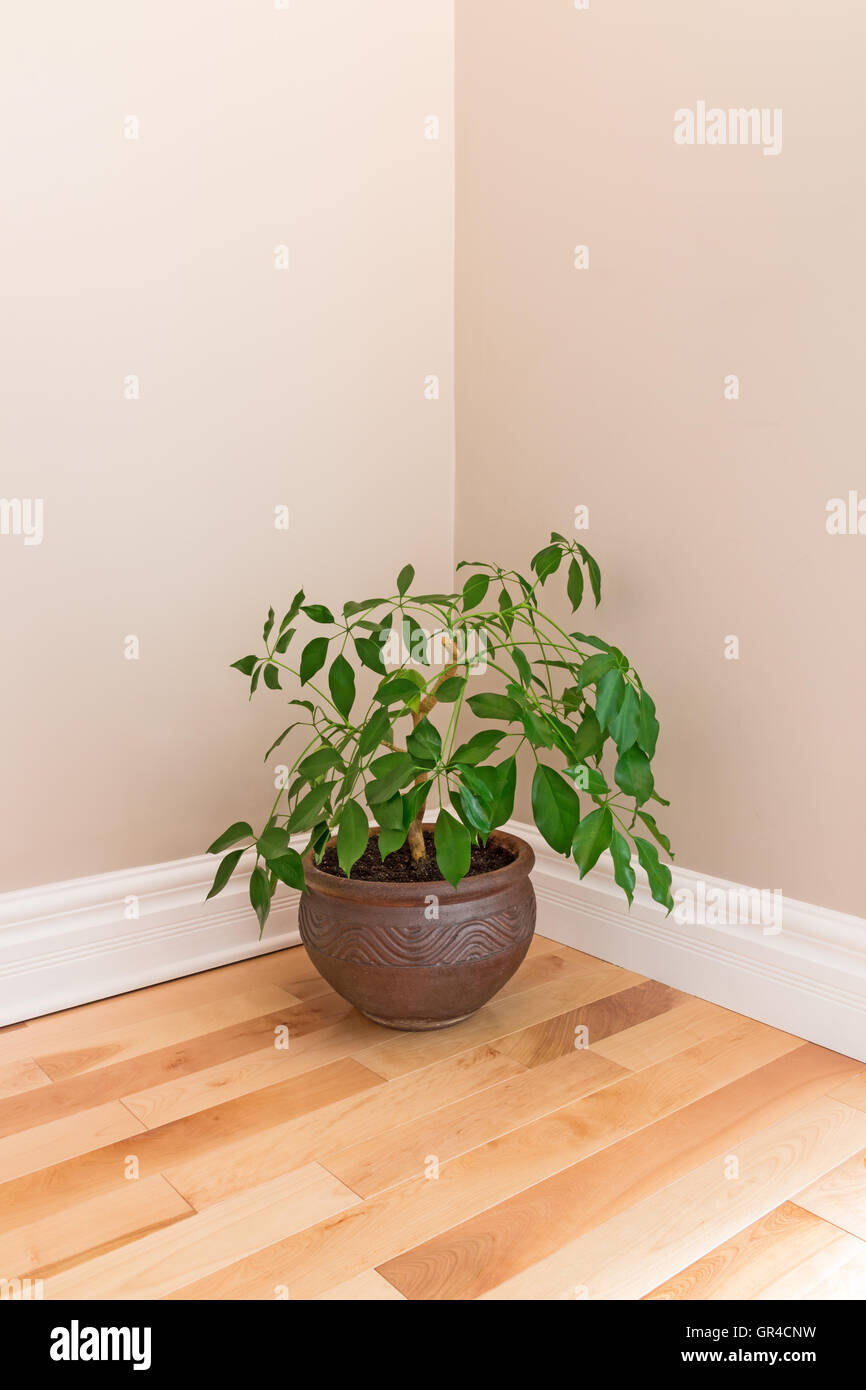 Green plant in a room corner Stock Photo - Alamy