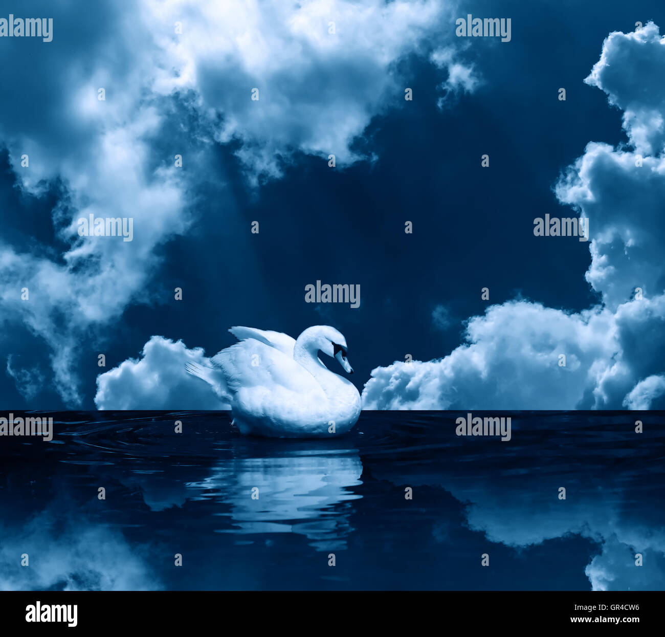 Swan Under Clouds Stock Photo - Alamy