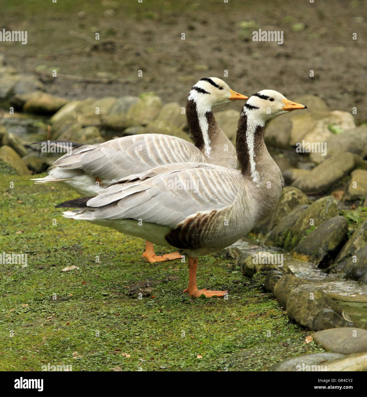 Two headed bird hi-res stock photography and images - Alamy