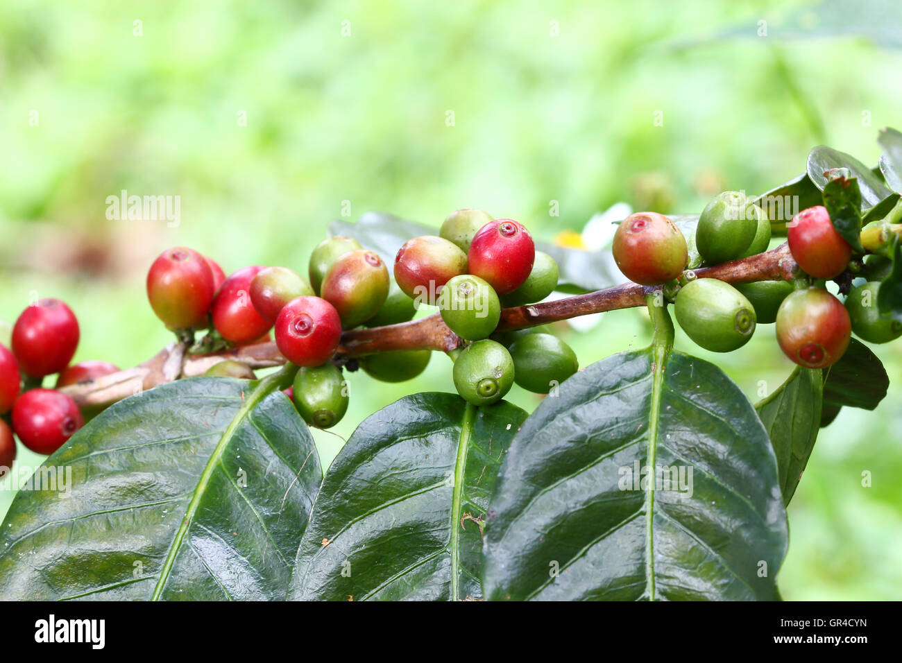 Coffee tree with ripe berries on farm Stock Photo - Alamy