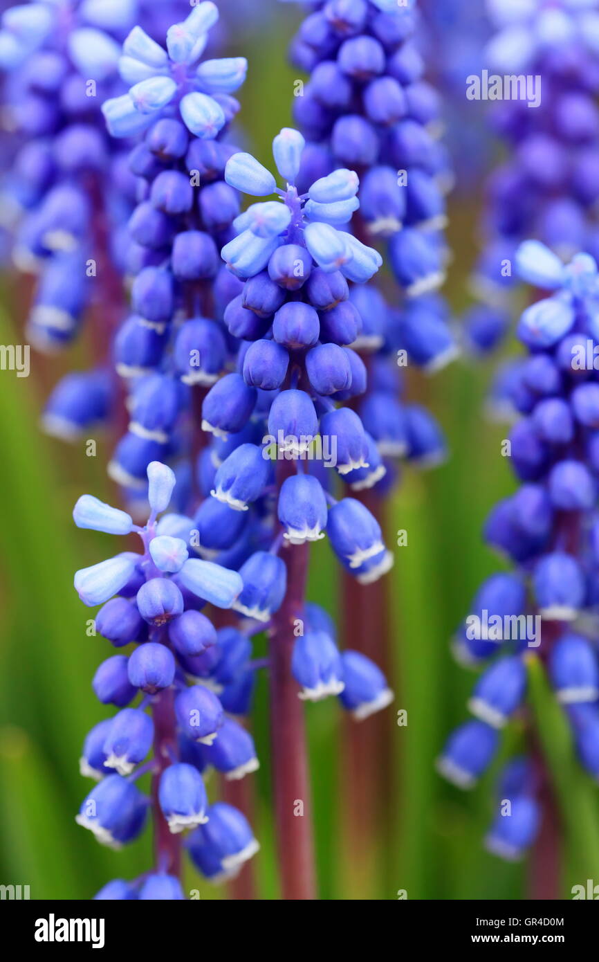 Grape hyacinth in spring Stock Photo - Alamy
