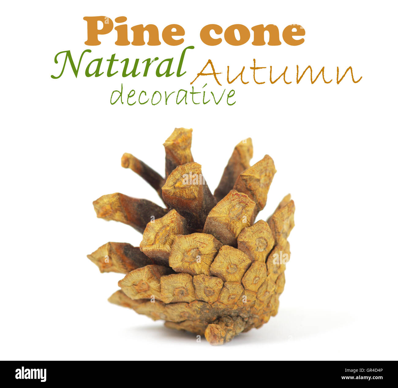 Pine cone isolated on white, clipping path included Stock Photo - Alamy