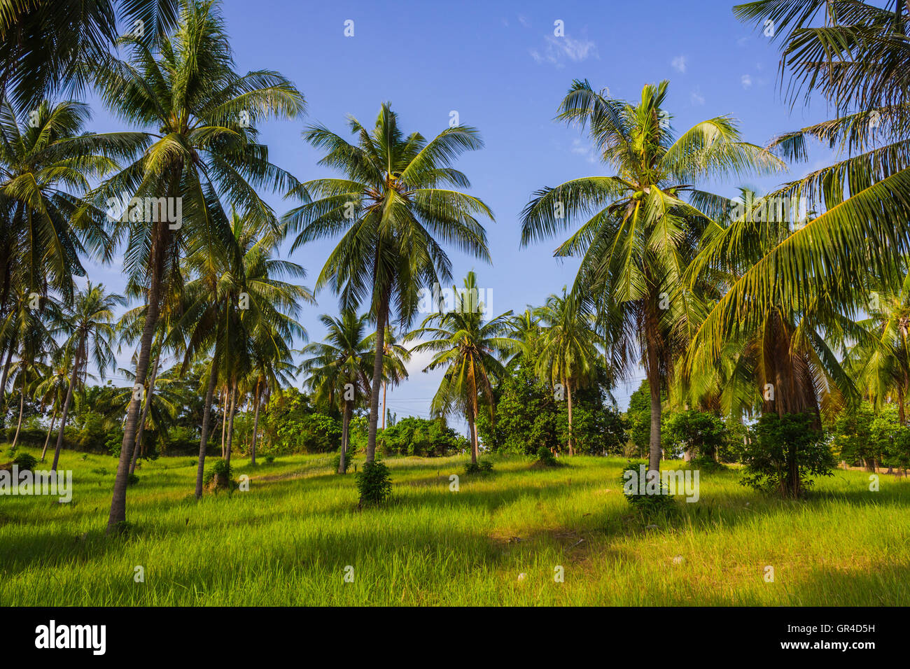 grove of coconut trees on a sunny day Stock Photo - Alamy