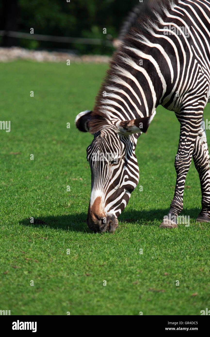 Zebra Eating Grass Stock Photo - Alamy