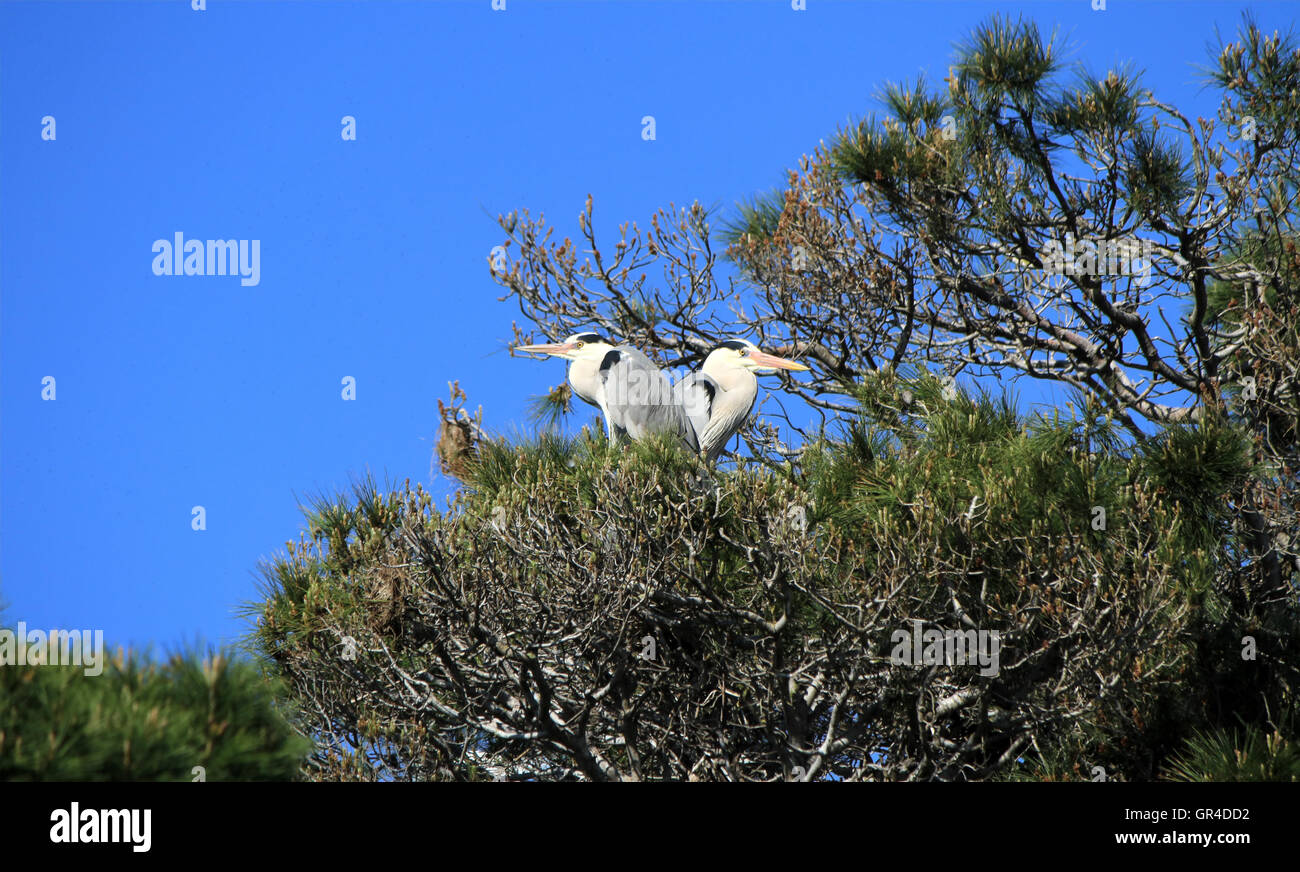 Herons in a tree, Camargue, France Stock Photo - Alamy