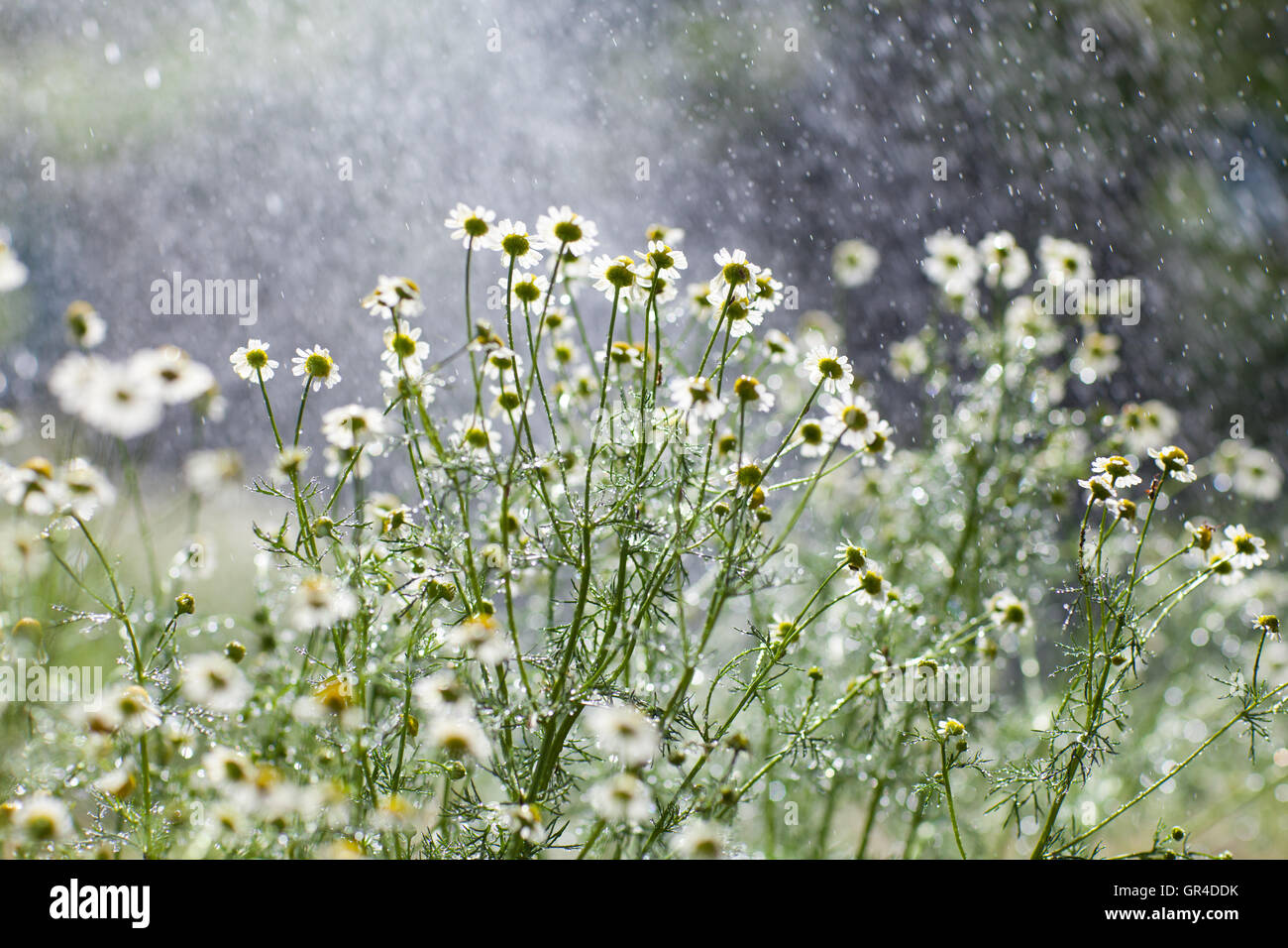 rain and flowers Stock Photo - Alamy