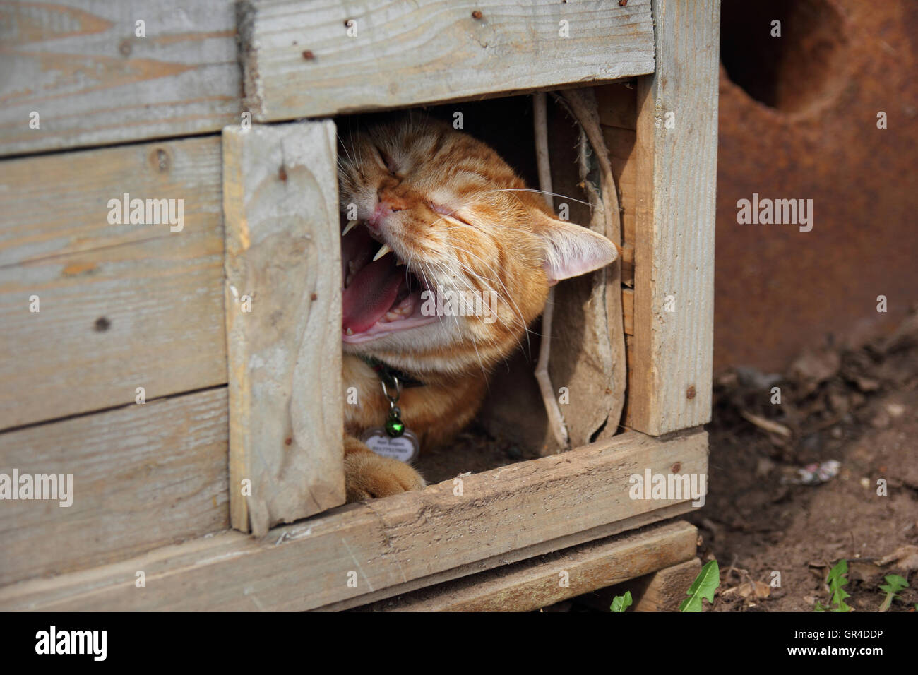 Yawning predator hi-res stock photography and images - Alamy