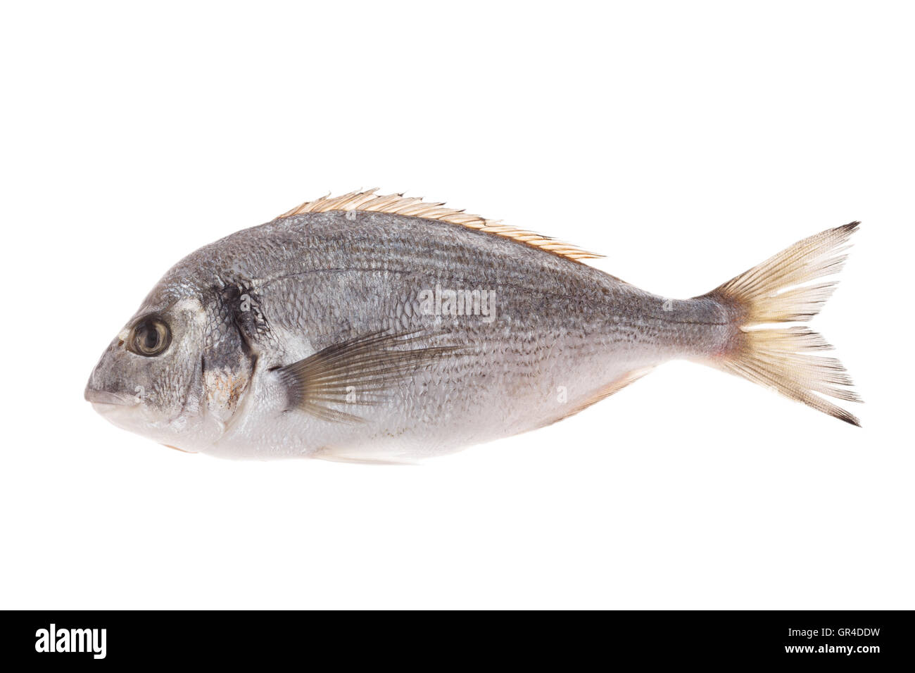 Dorado fish isolated on white background Stock Photo - Alamy