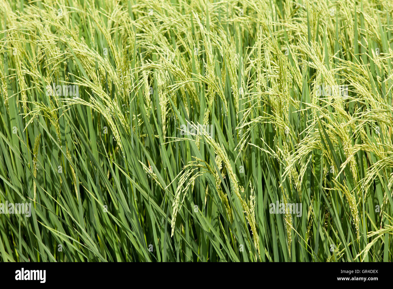 green paddy rice in field Stock Photo - Alamy