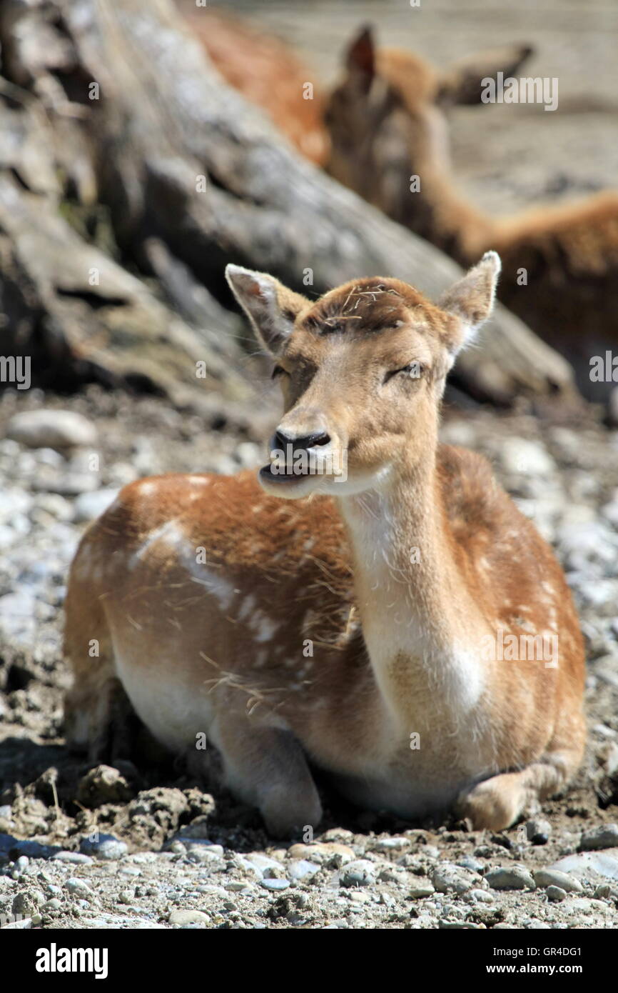 Doe fawn rest hi-res stock photography and images - Alamy