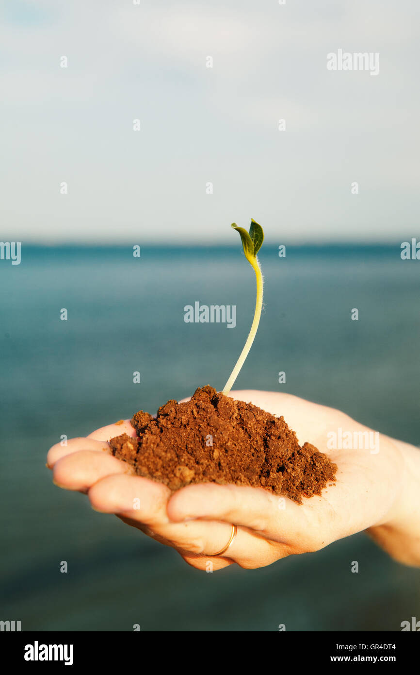 sprout in hands over the water and sky Stock Photo - Alamy