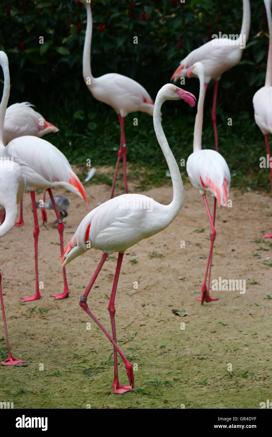 Greater Flamingo(Phoenicopterus roseus Stock Photo - Alamy