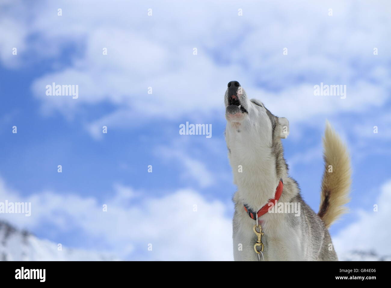 Siberian husky dog howling Stock Photo - Alamy