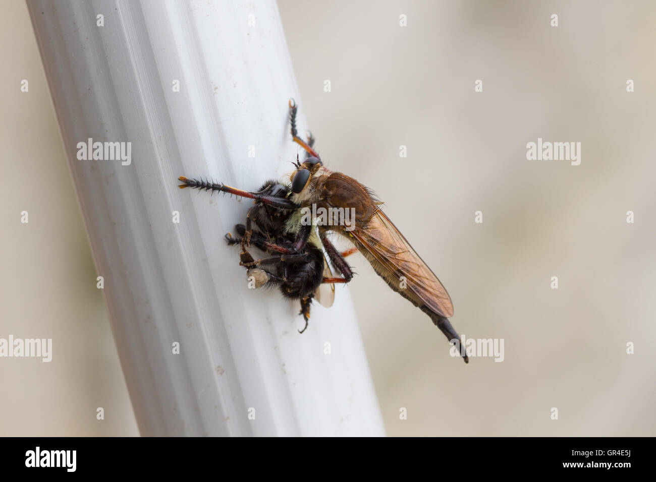 Adult robberfly hi-res stock photography and images - Alamy