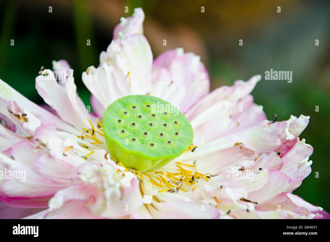 Abstract of Water lily Stock Photo - Alamy
