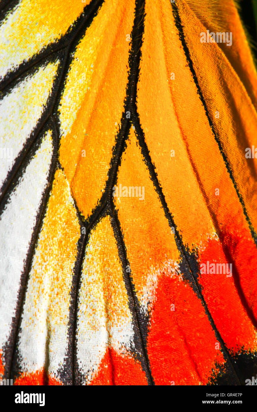 Butterfly wing texture, close up of detail of butterfly wing for Stock ...