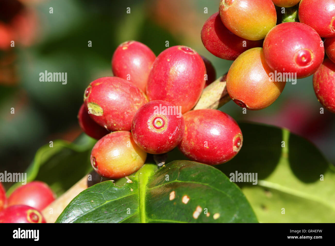 Coffee tree with ripe berries on farm Stock Photo - Alamy