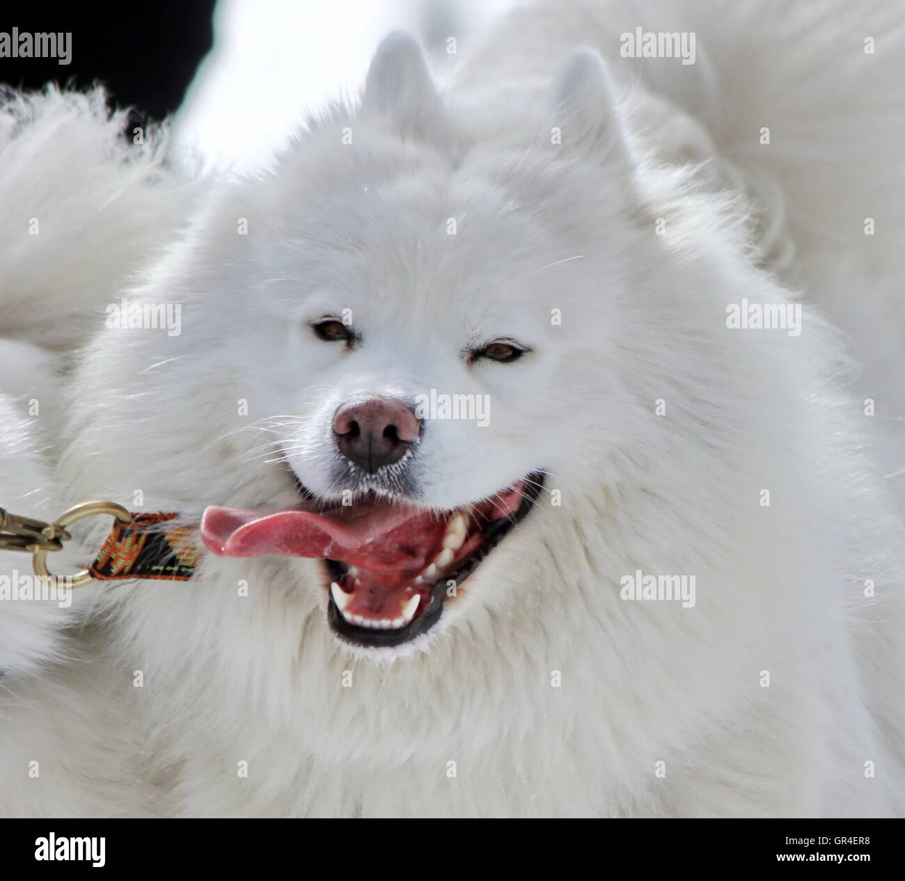 Samoyede dog running Stock Photo - Alamy