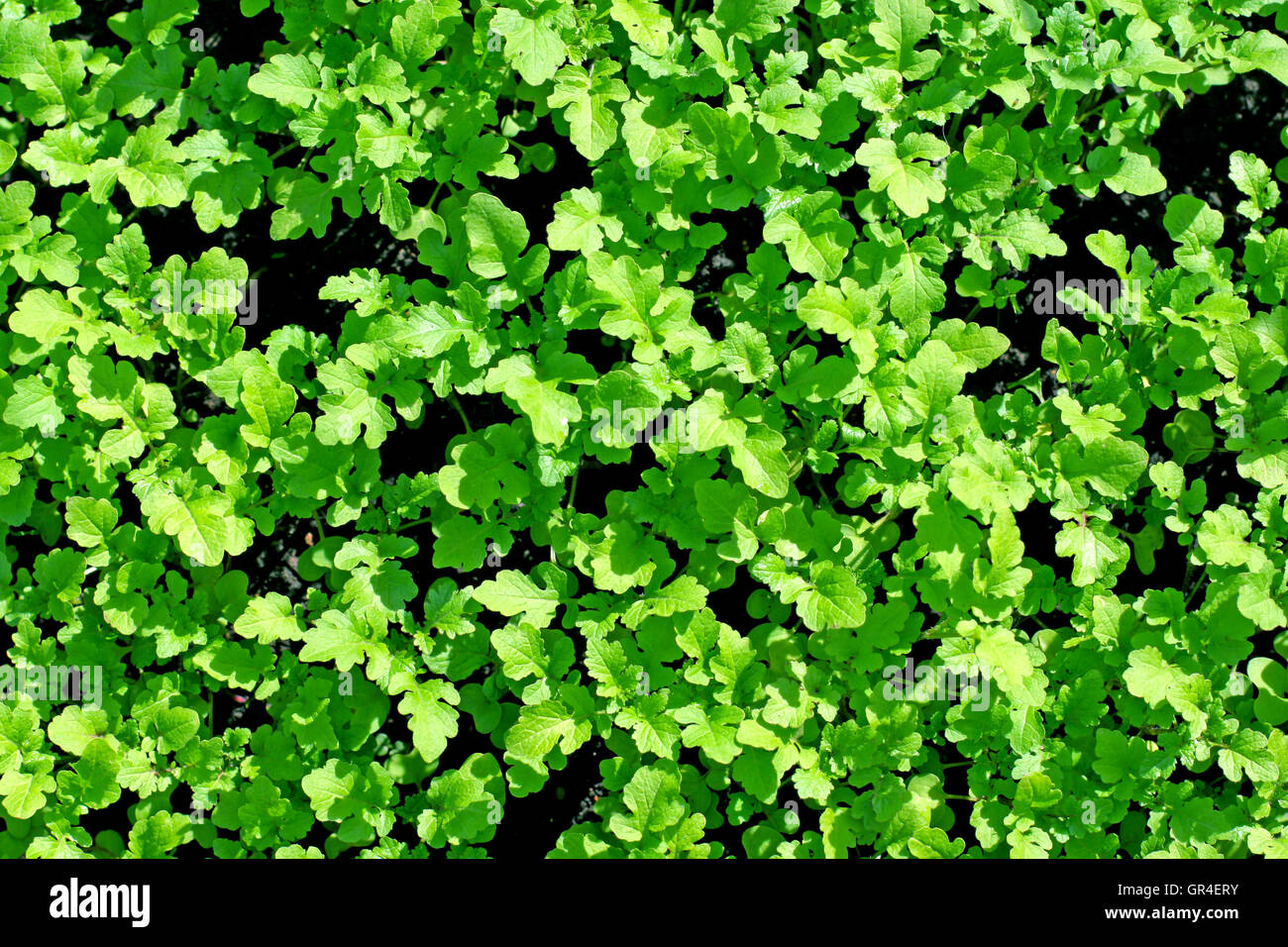 Greenery revival hi-res stock photography and images - Alamy