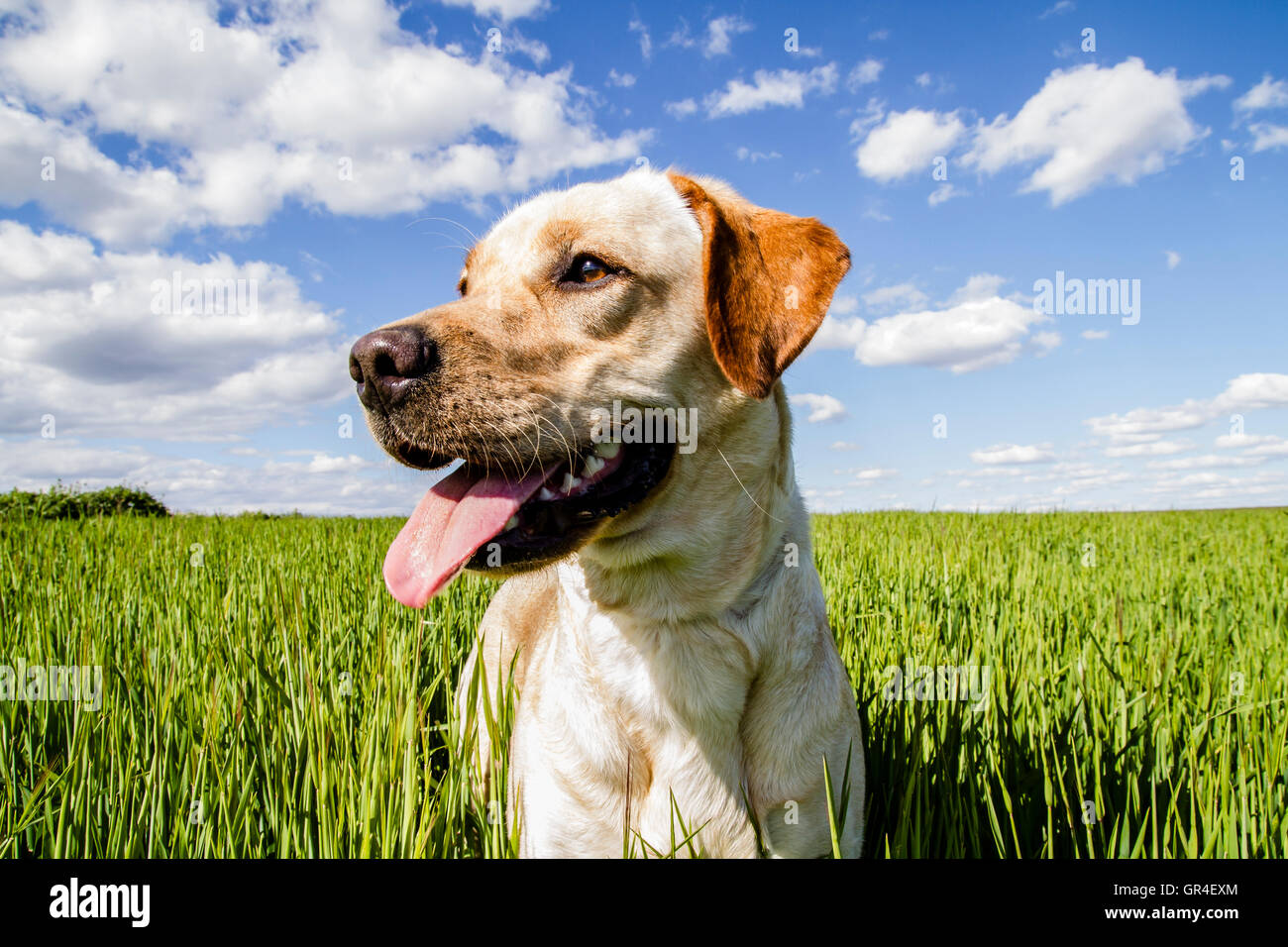 Labrador retriever in wheat field, and summer freedom Stock Photo - Alamy