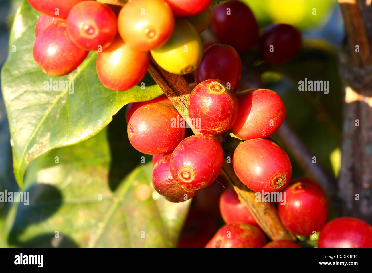 Coffee tree with ripe berries on farm Stock Photo - Alamy