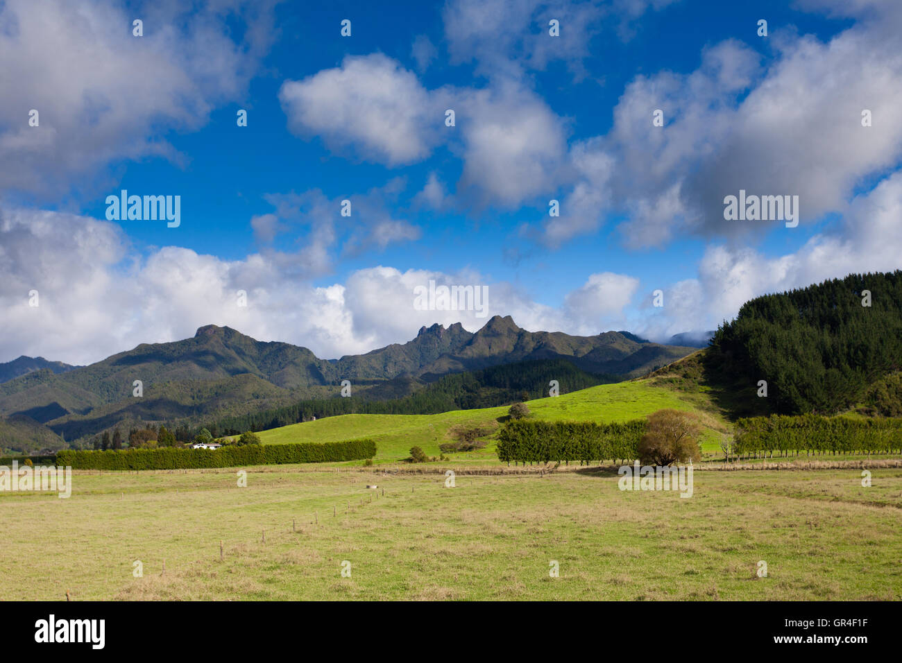 Coromandel Peninsula NZ mountain pasture scenery Stock Photo - Alamy