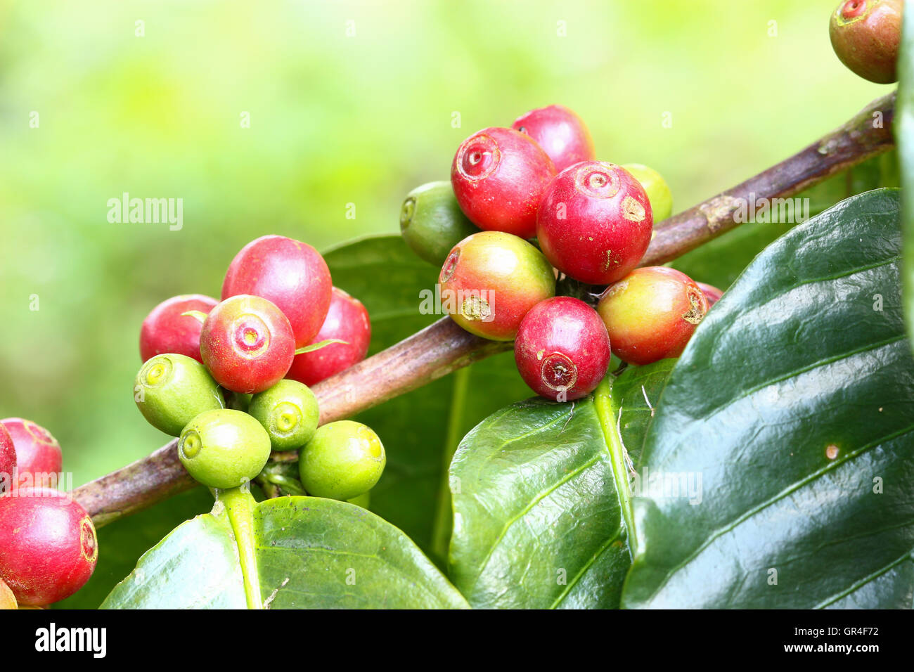 Coffee tree with ripe berries on farm Stock Photo - Alamy