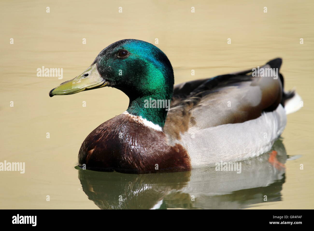 Male mallard duck on water Stock Photo - Alamy