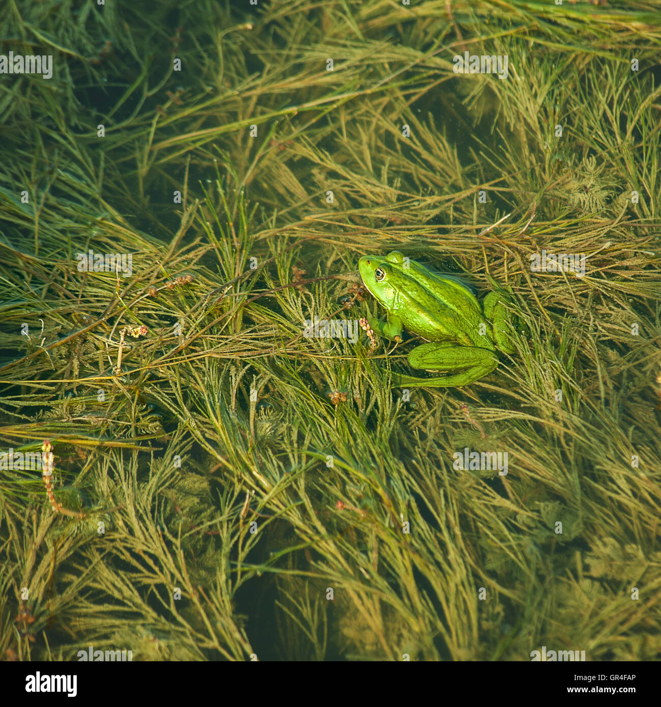 Green frog in the pond; Abstract natural background Stock Photo - Alamy