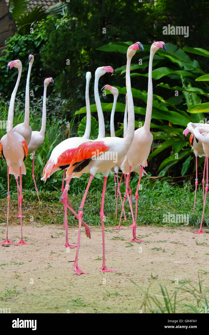 Greater Flamingo(Phoenicopterus roseus Stock Photo - Alamy