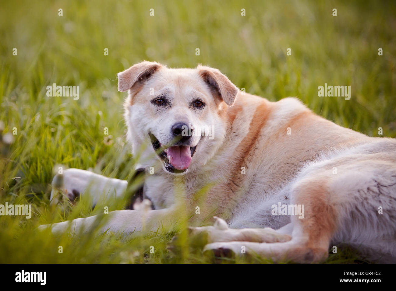 Large hairy dog hi-res stock photography and images - Alamy