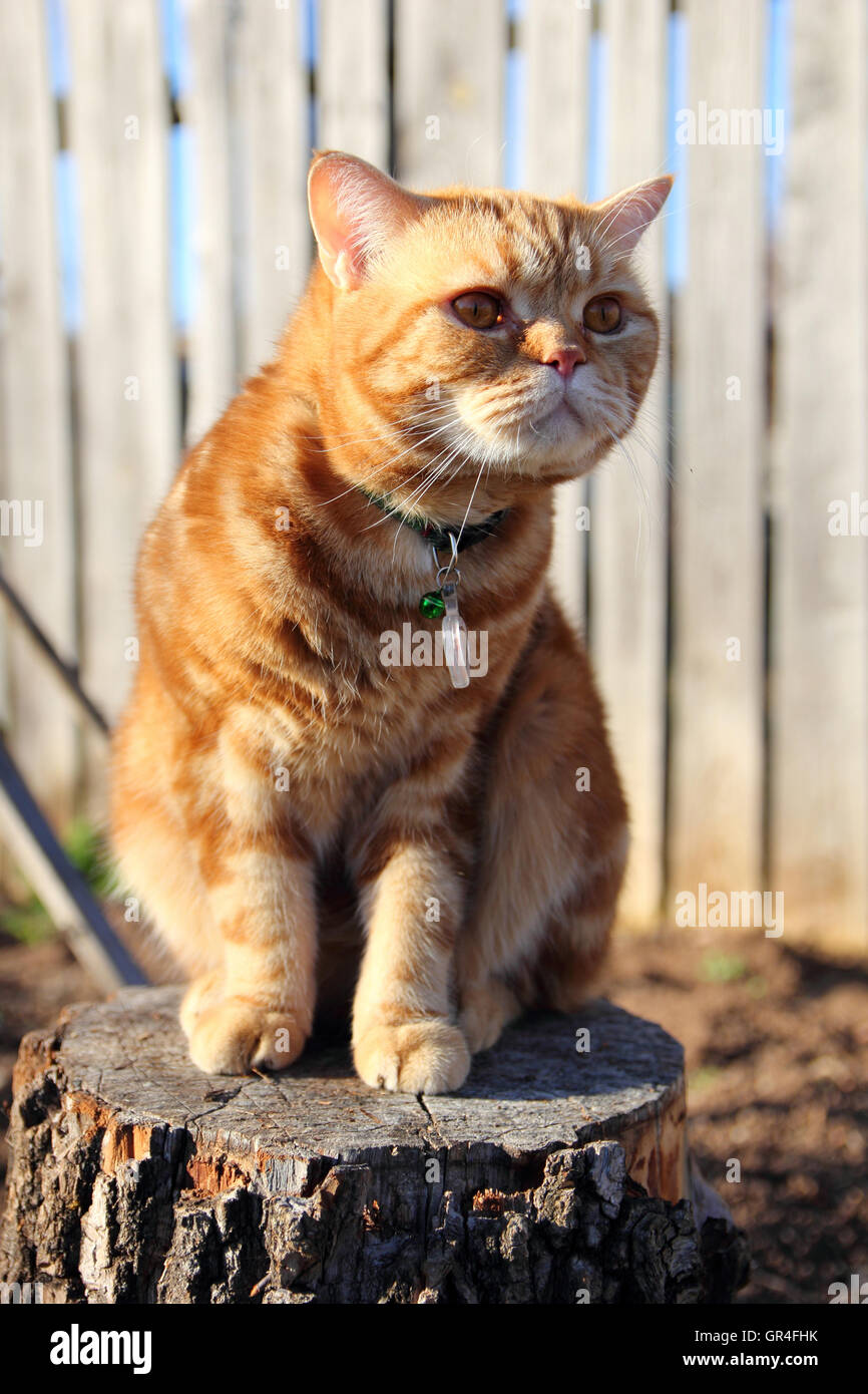 cat sitting on a tree stump Stock Photo - Alamy