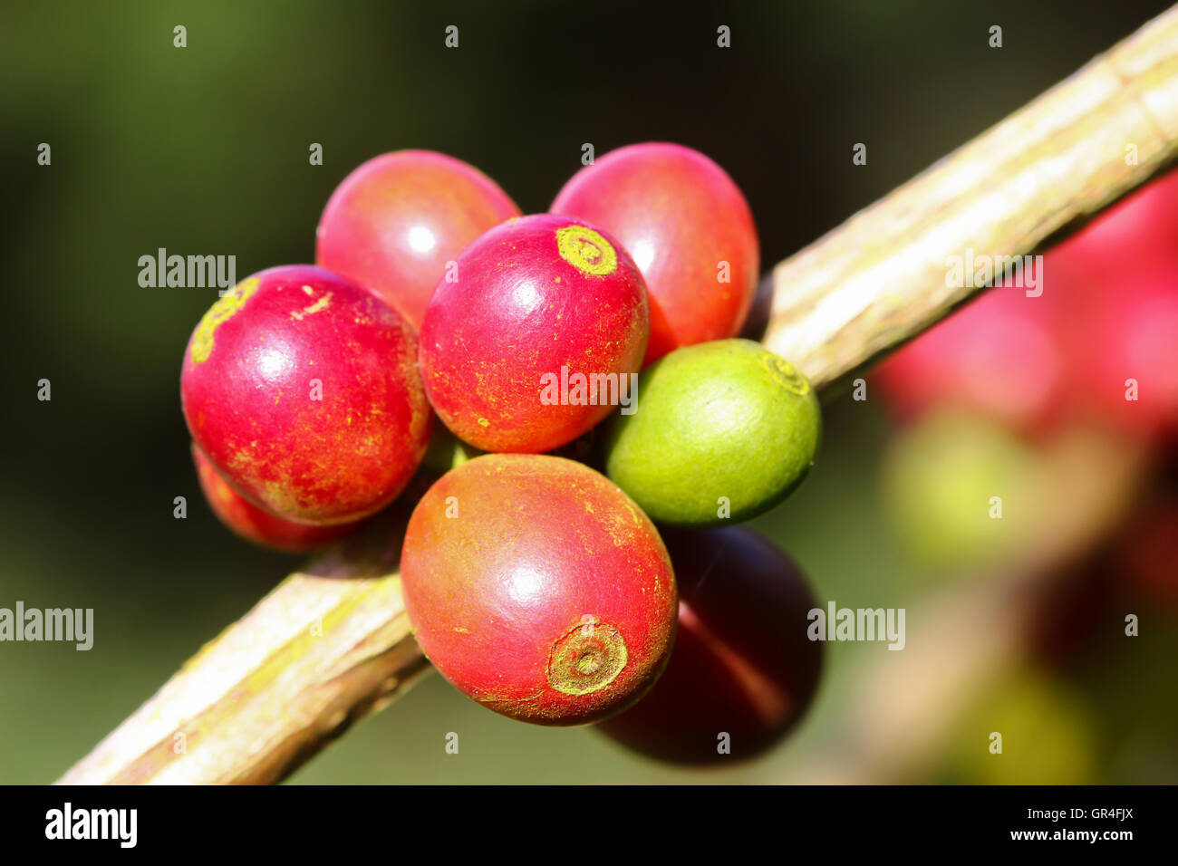 Coffee tree with ripe berries on farm Stock Photo - Alamy