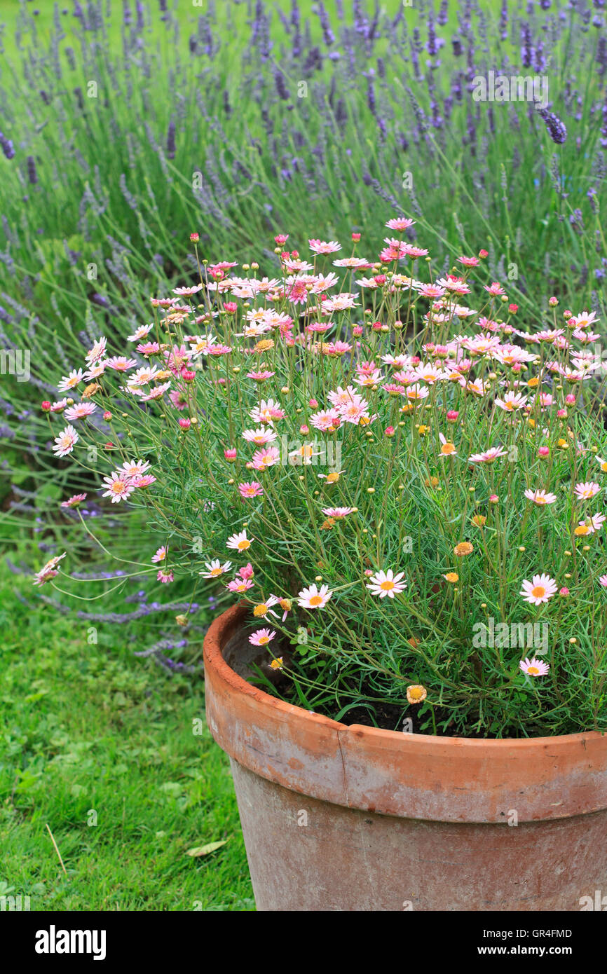 flowerpot with daisy Stock Photo - Alamy