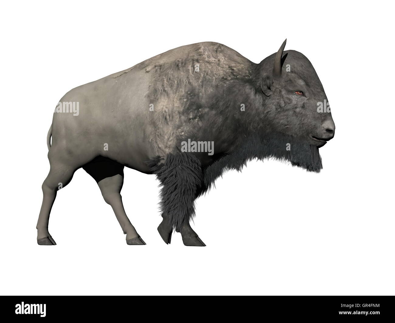 Bison fur Cut Out Stock Images & Pictures - Alamy