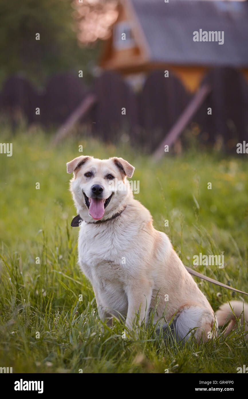 The beige dog sits on a grass in rural areas Stock Photo - Alamy