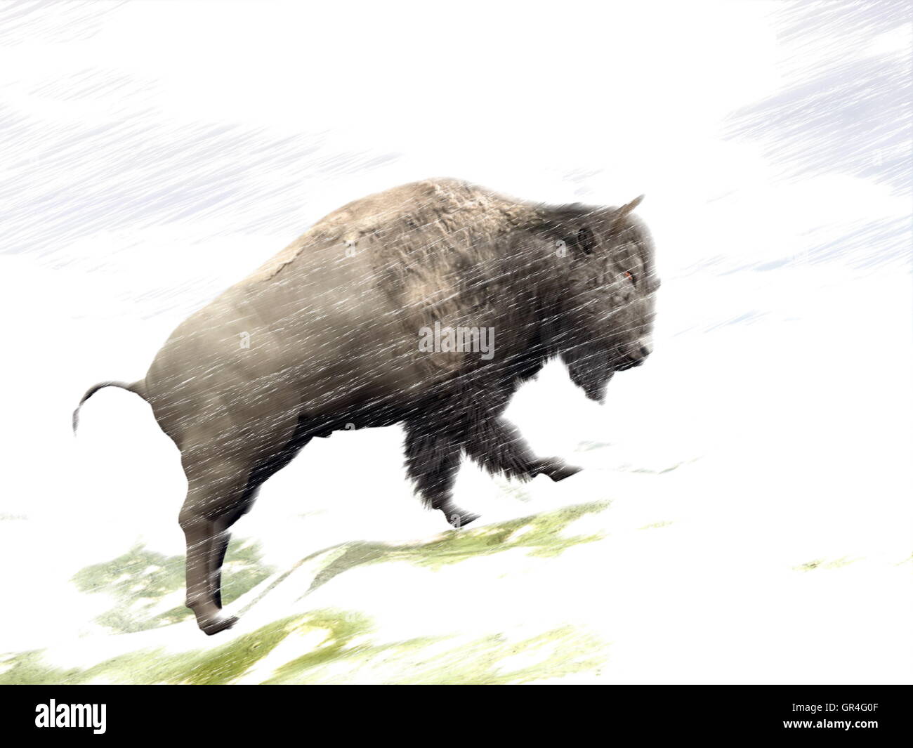 Bison in winter storm - 3D render Stock Photo - Alamy