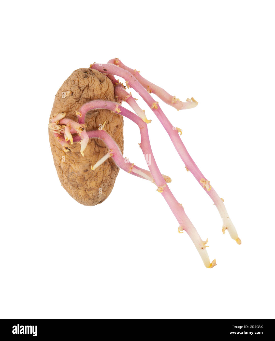 Isolated old potatoes Stock Photo - Alamy